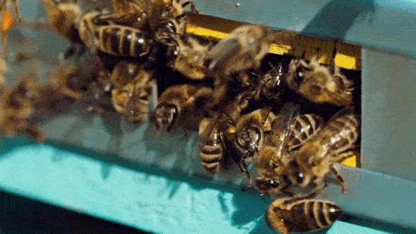 How Many Bees Are in a Beehive? - Backyard University