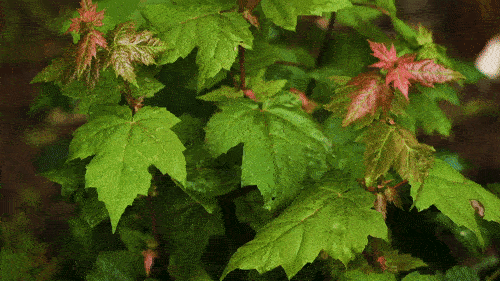 How To Kill Poison Ivy Naturally - Backyard University
