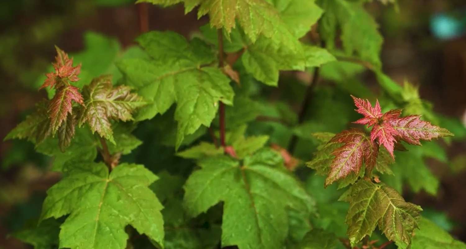 How To Kill Poison Ivy Naturally - Backyard University