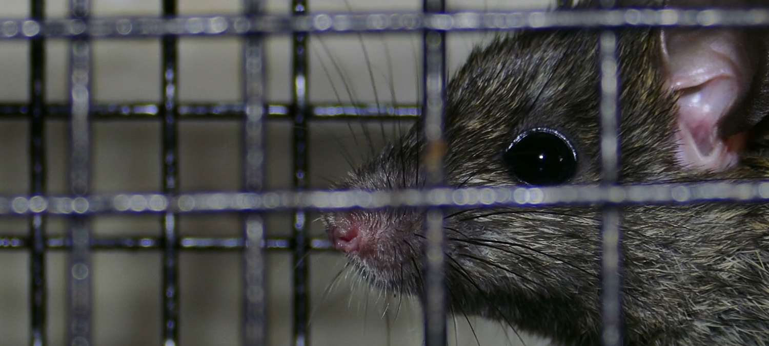 How To Get Rid Of Rats Under A Deck - Backyard University