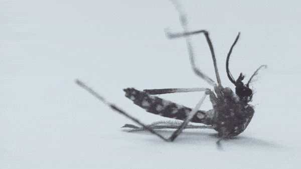 West Nile Virus Truths - Mosquitoes and Backyards - Backyard University